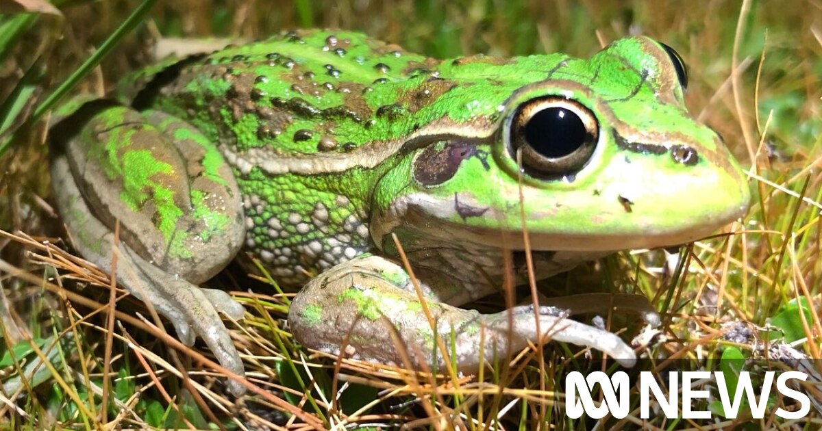 Big winter rainfall brings a chorus of frog calls to SA's south-east ...