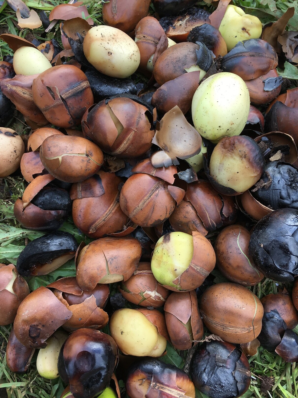Aboriginal people spread native plants by hand, new study finds - ABC News