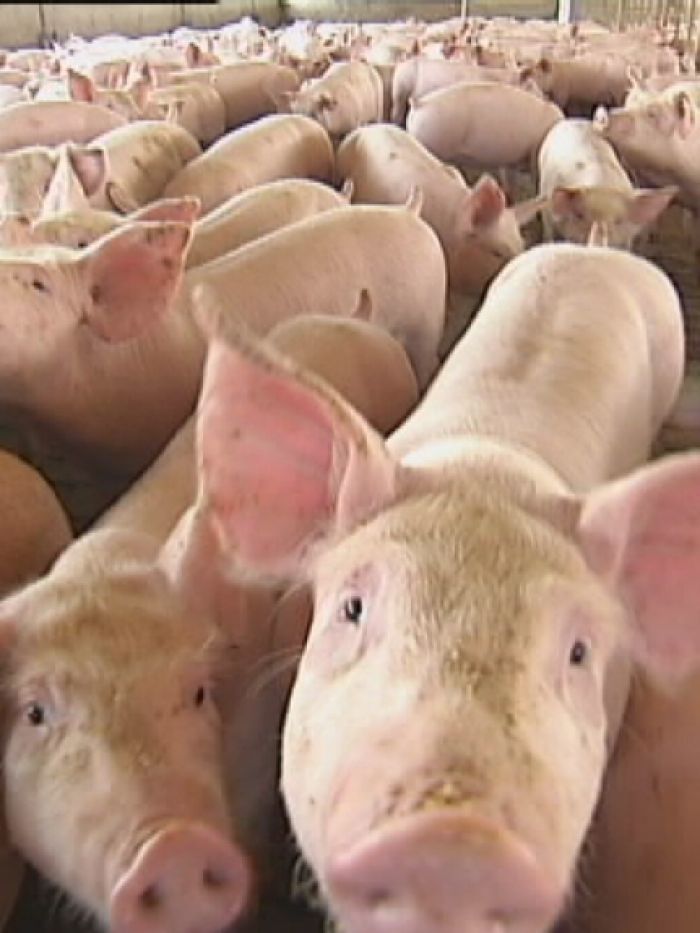 Piggery converts manure to electricity - ABC listen
