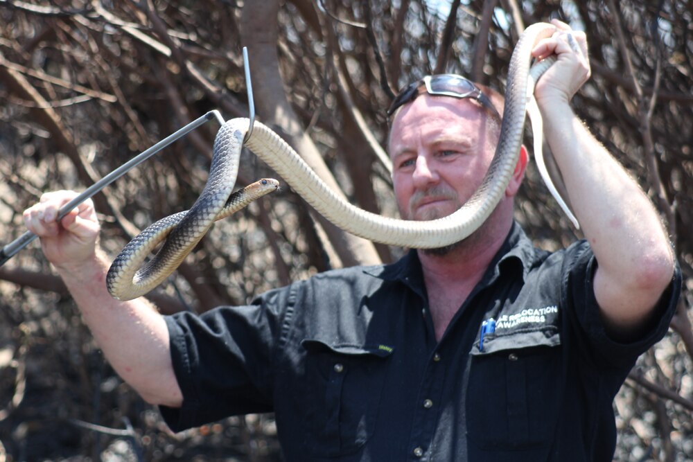 Fire drives deadly brown snakes into Gold Coast suburbs - ABC News