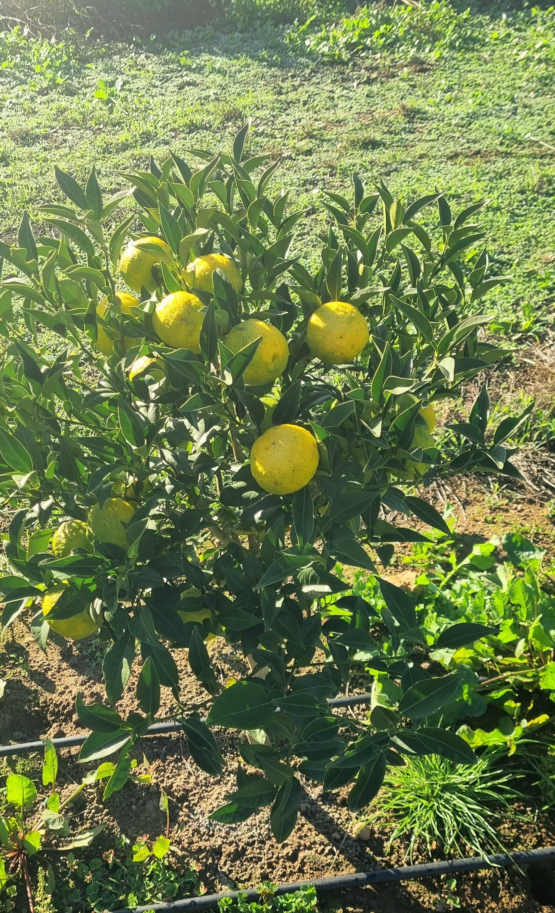 Yuzu juice-loving restaurateur saved from paying $100 per bottle by ...