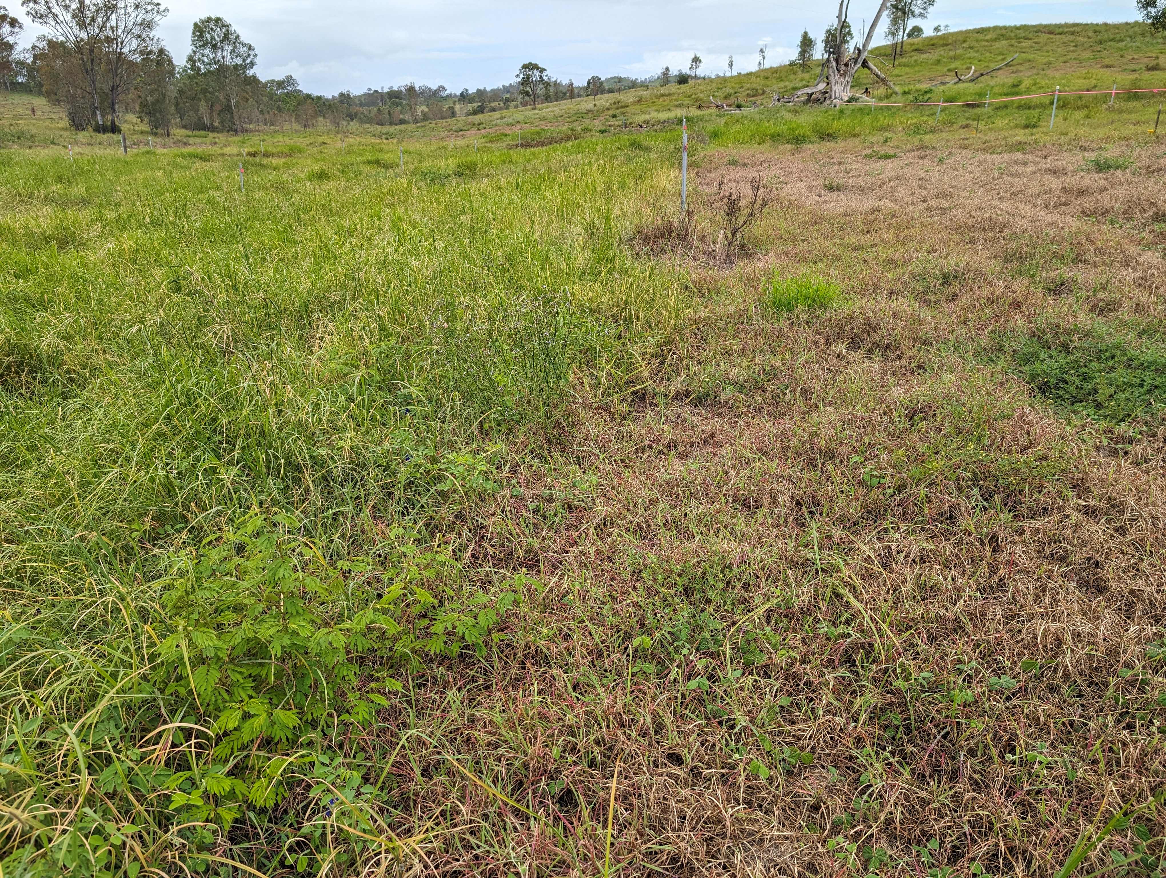 Pasture dieback research offers hope as mealybugs spread and devastate ...