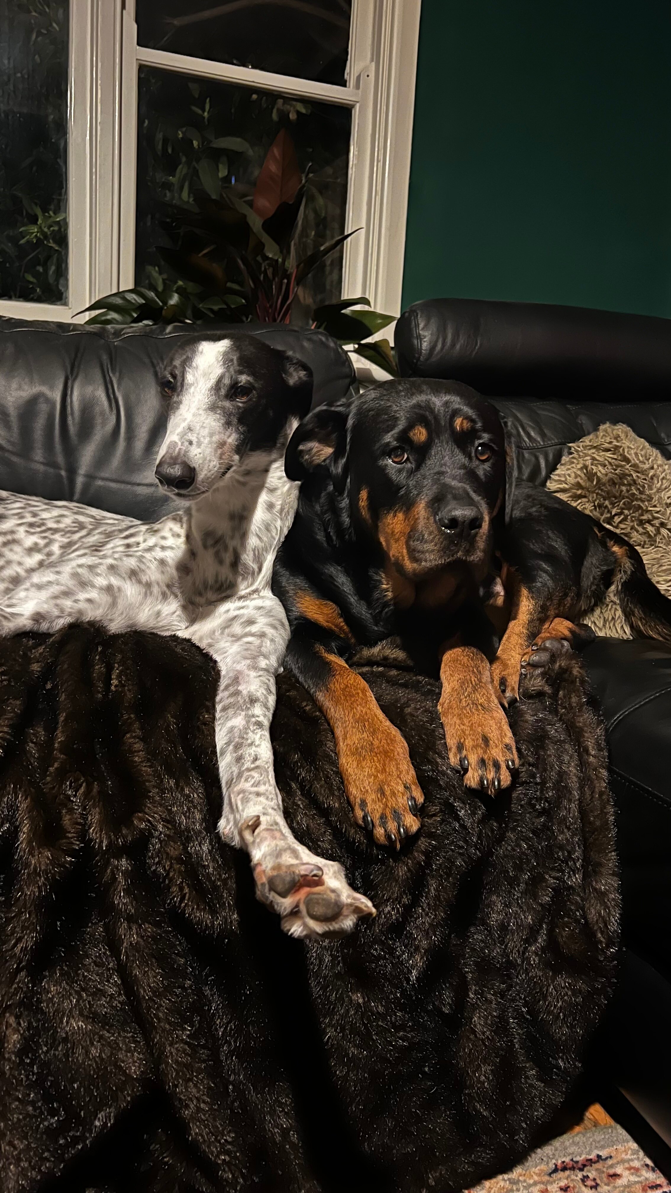 Pet owners adopting old dogs to give them the best final years - ABC News