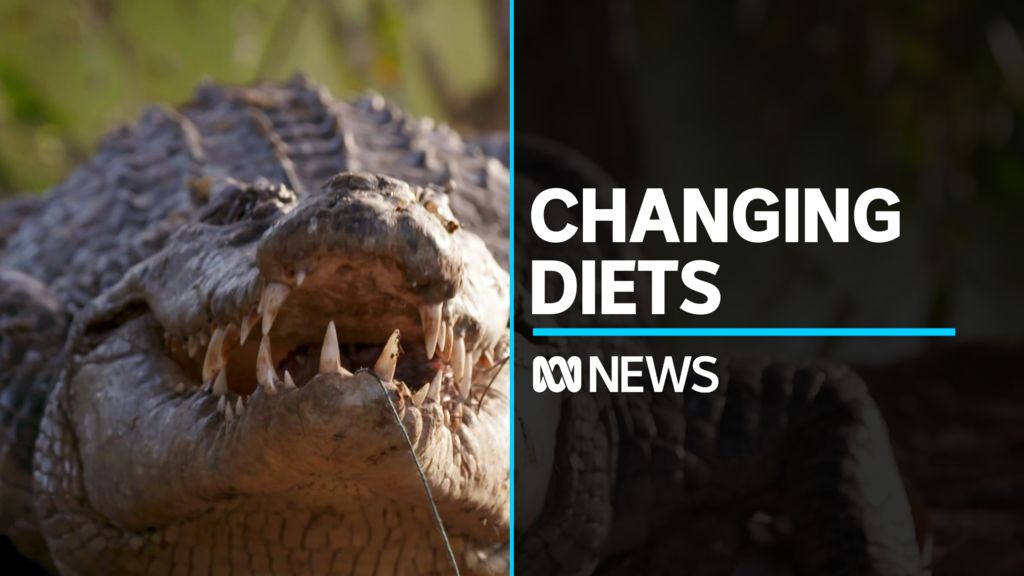 Crocodile population numbers snap back as their diets change - ABC News
