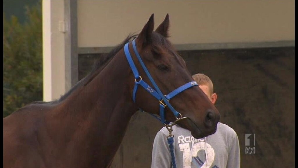 Victorious Black Caviar returns home - ABC News