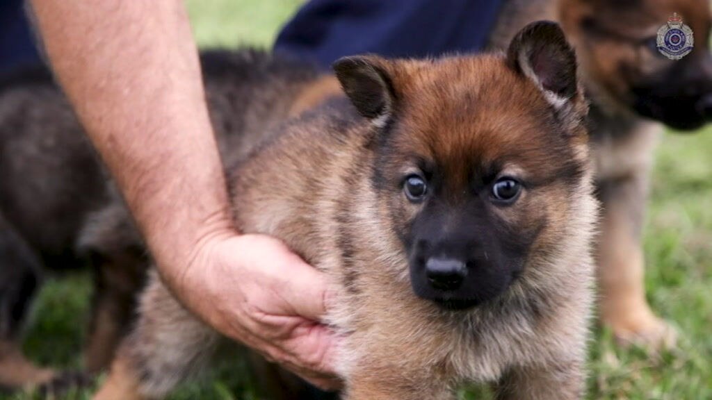 Tasmania Police is taking on a tracker dog trained interstate. - ABC News