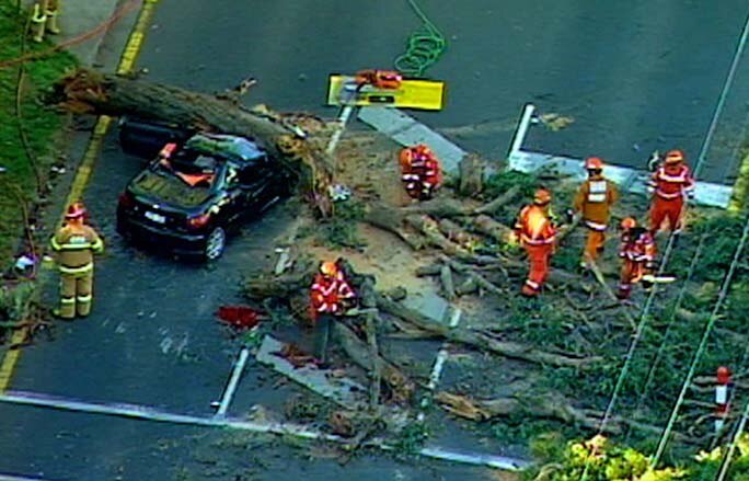Four injured after high winds bring down trees - ABC News