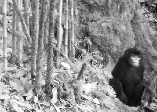 Sneezing monkey, 'walking' fish among more than 200 new species found ...