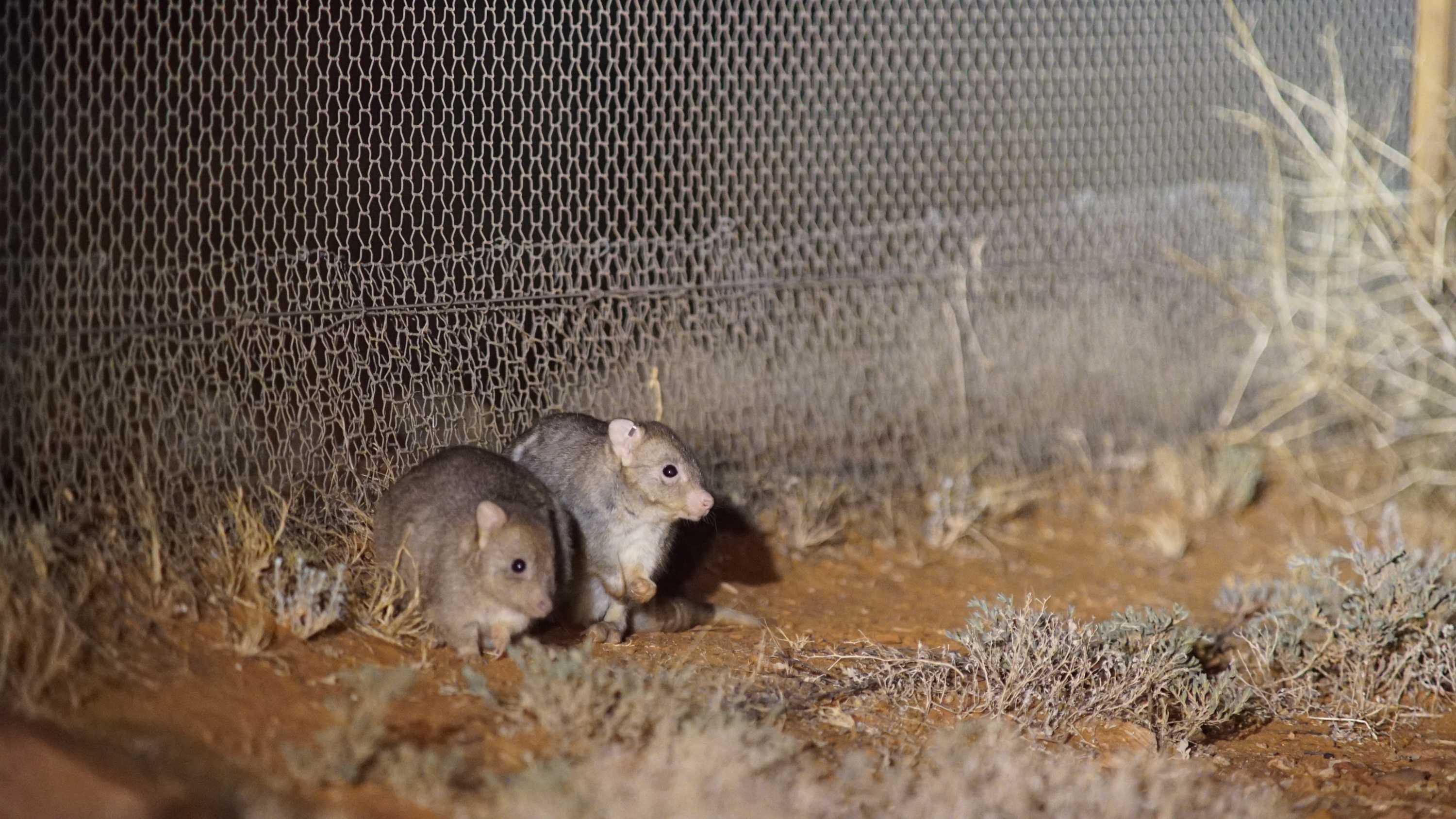 Thirteen Australian mammals saved from extinction by cat and fox free ...