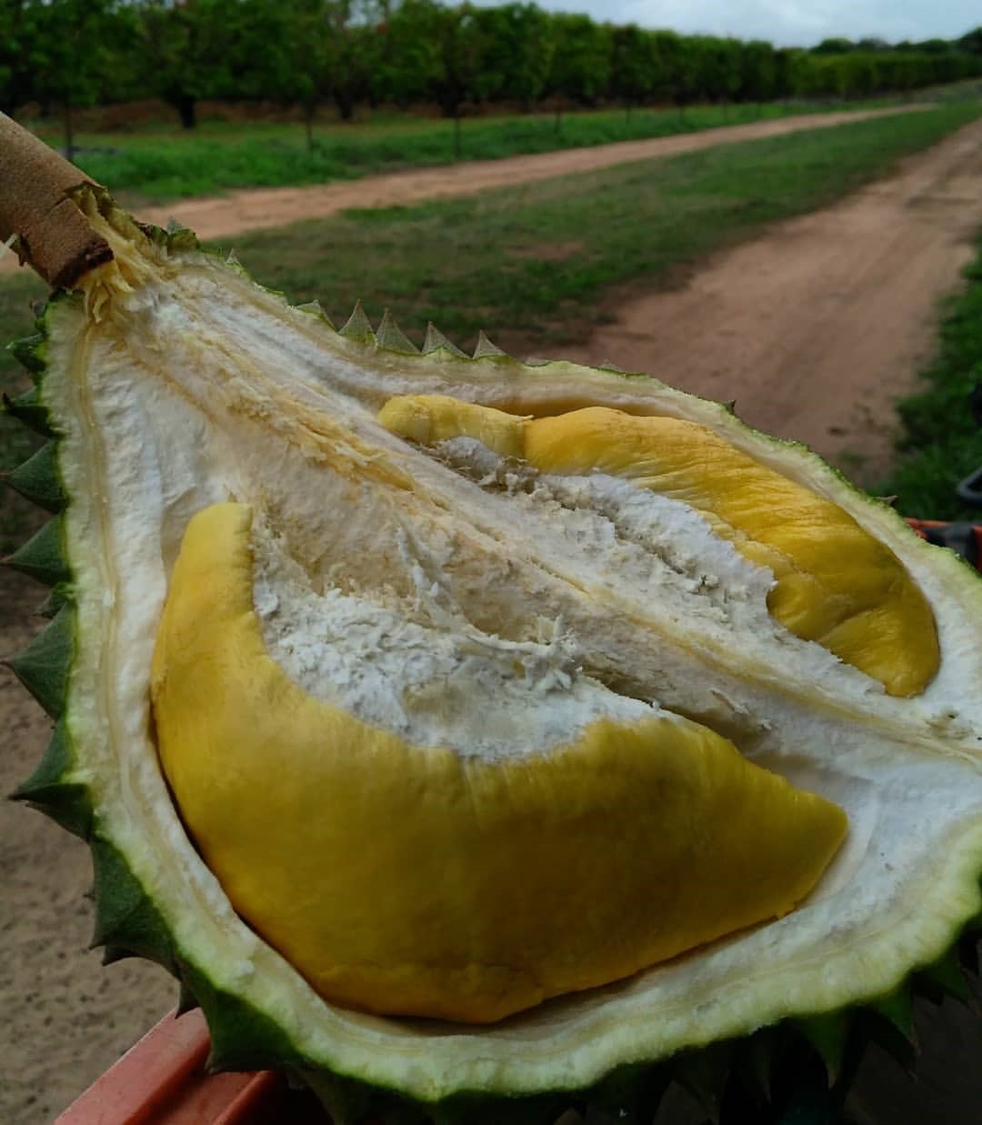 Durian, 'the blue cheese of fruit', a sweet success for Darwin farming ...