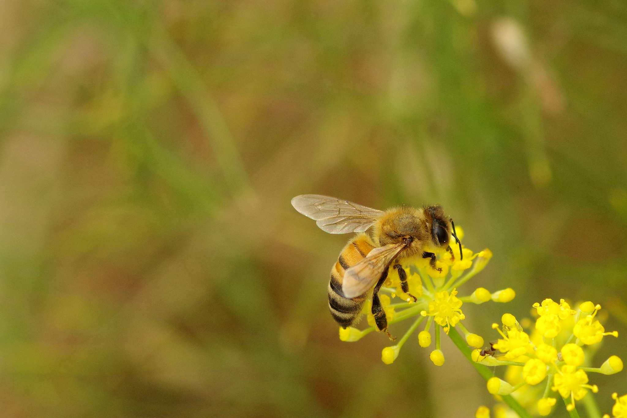 Bee brain formula for seeing colours more effectively could be used in ...