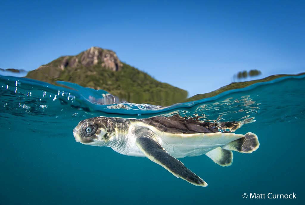 Australian Geographic Nature Photographer of the Year: Countdown to ...