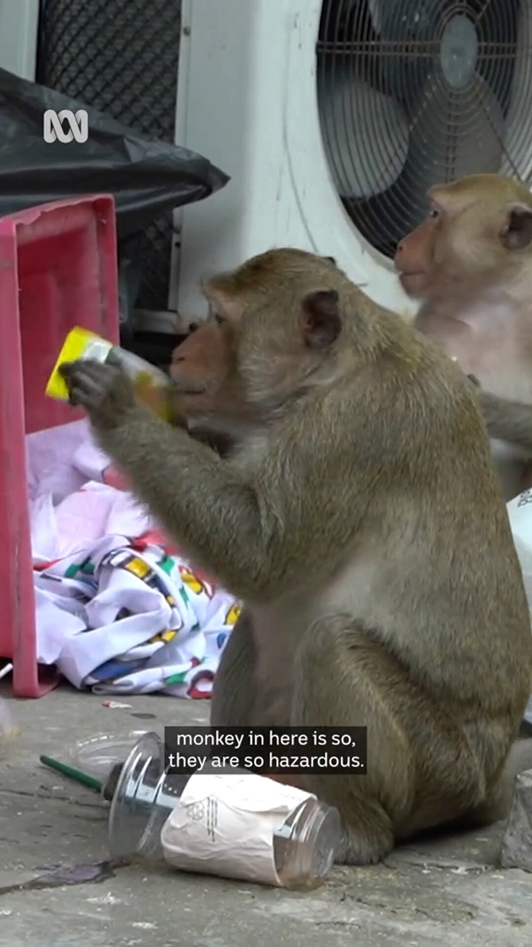 Monkeys terrorise town in Thailand - ABC News
