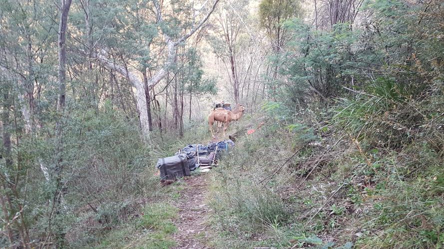 Man and five camels rescued after cliff tumble in Victorian high ...