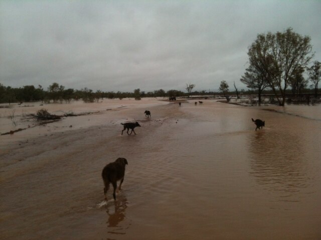 Drought-affected Queensland graziers welcome weekend rainfall - ABC News
