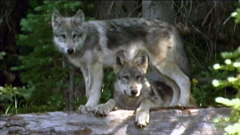 Wild West - USA, 2010 - ABC News