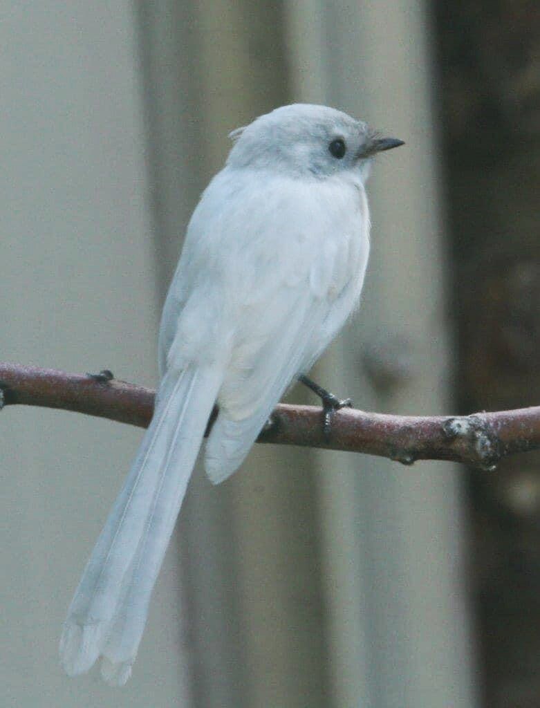 Rare 'white willie wagtail' spotted in Dunsborough actually a rare ...