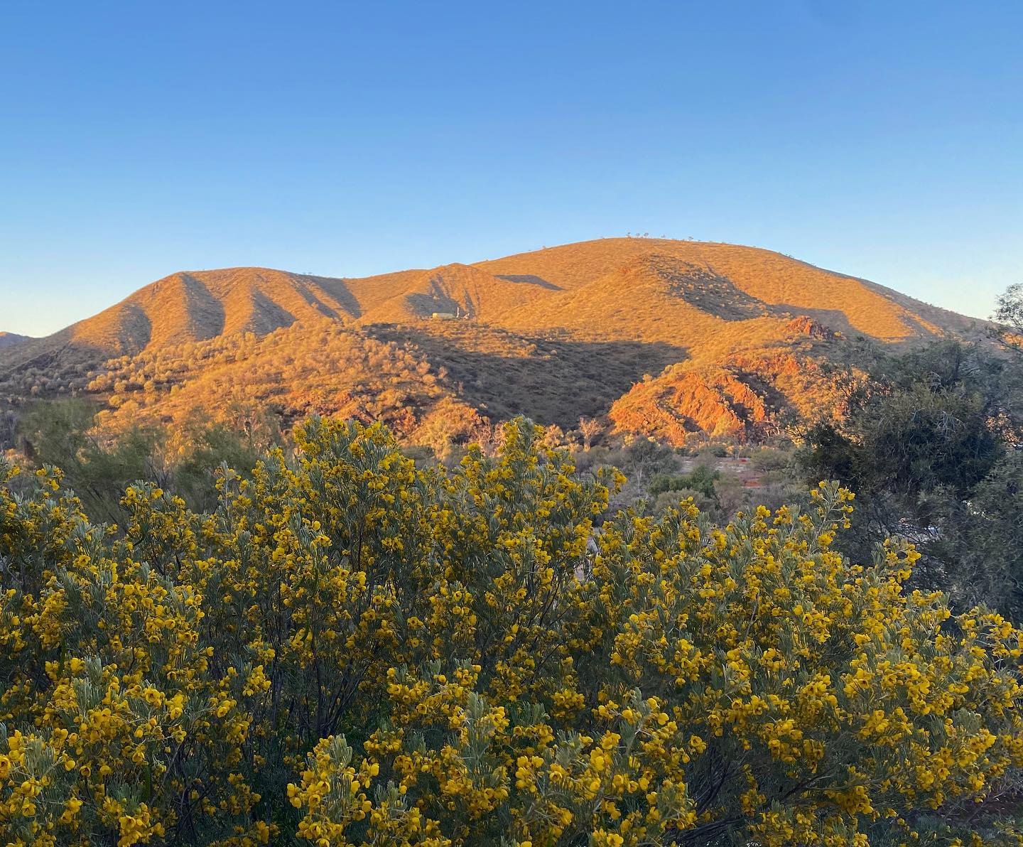 Arkaroola is in full bloom following significant rainfall - ABC listen