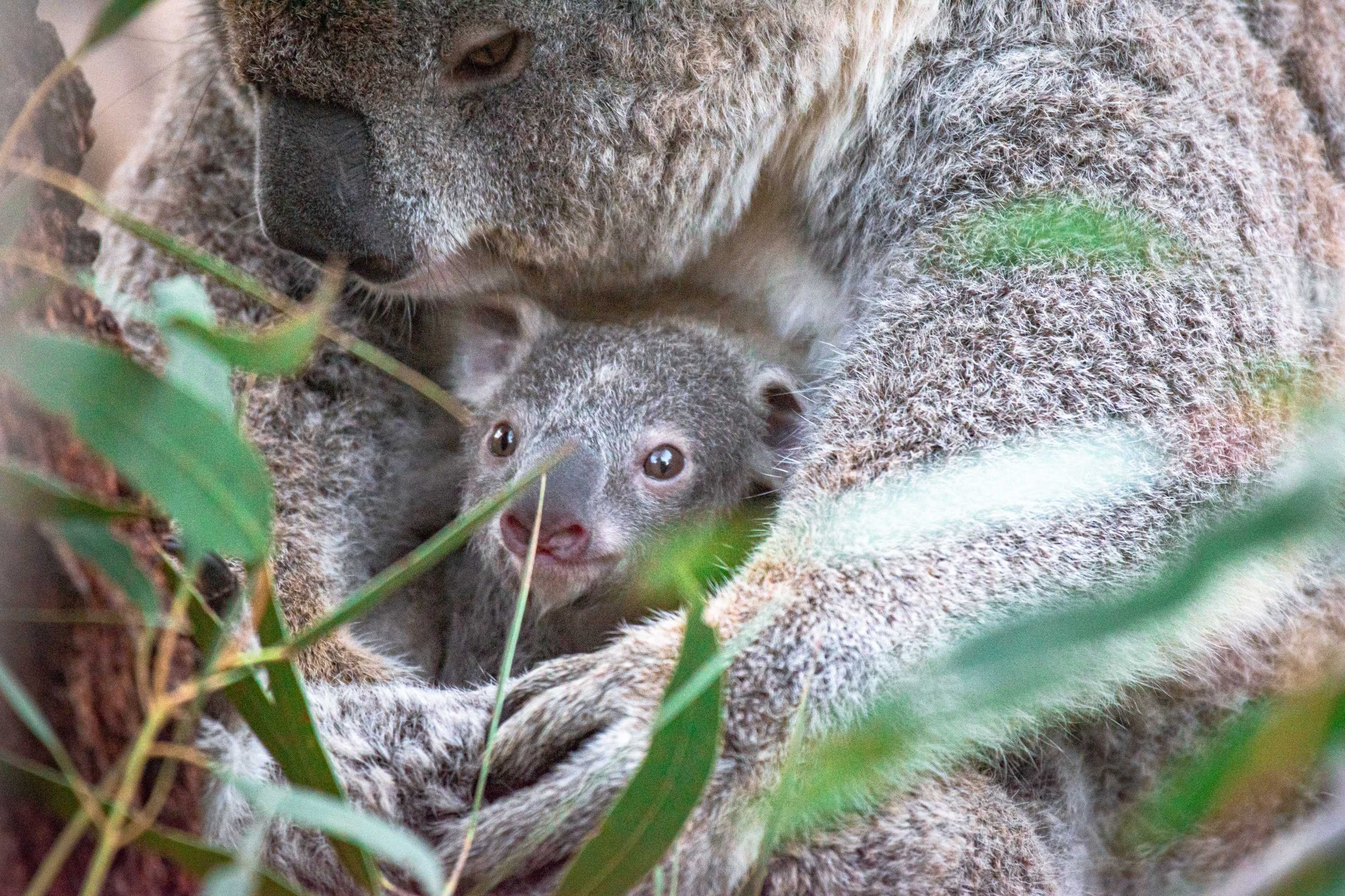 First koala born at National Zoo and Aquarium in Canberra officially ...