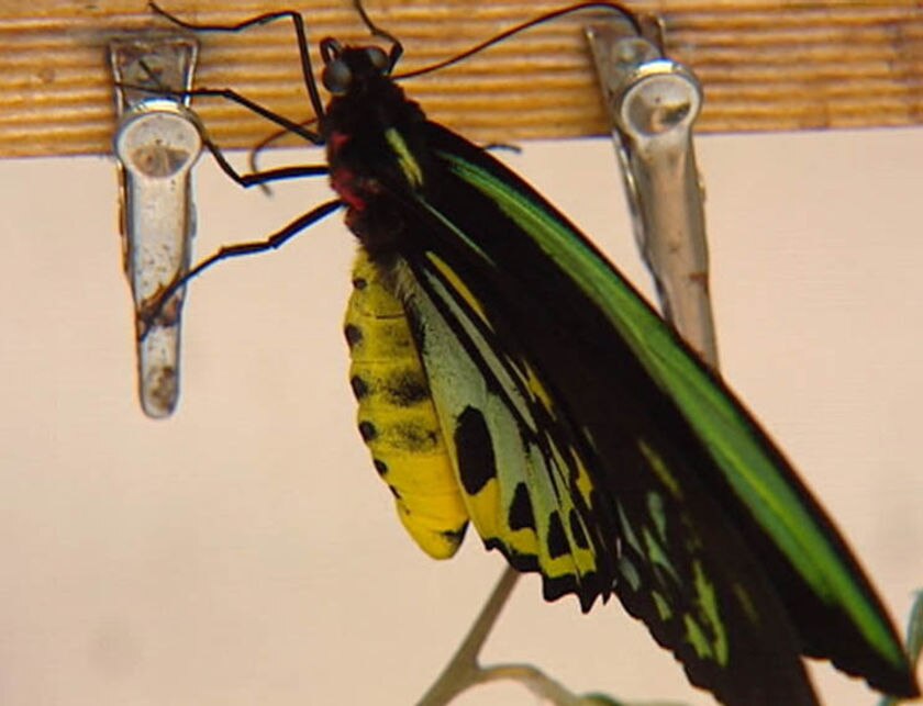 Melbourne Zoo celebrates butterfly milestone - ABC News