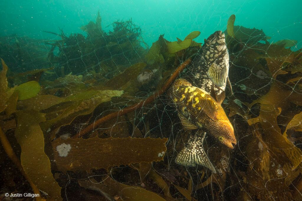 Australian Geographic Nature Photographer of the Year: Justin Gilligan ...