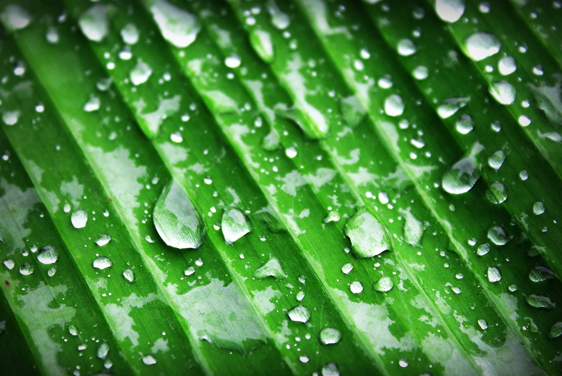 Chlorophyll Water - part 1 - ABC listen