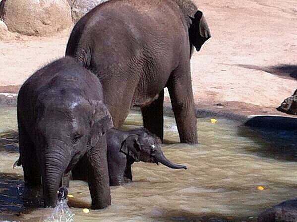 Mali the elephant celebrates her fifth birthday at Melbourne Zoo with ...