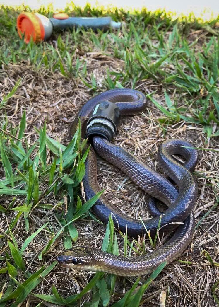 Snakes 'quite secretly' living in urban Darwin, study shows their ...