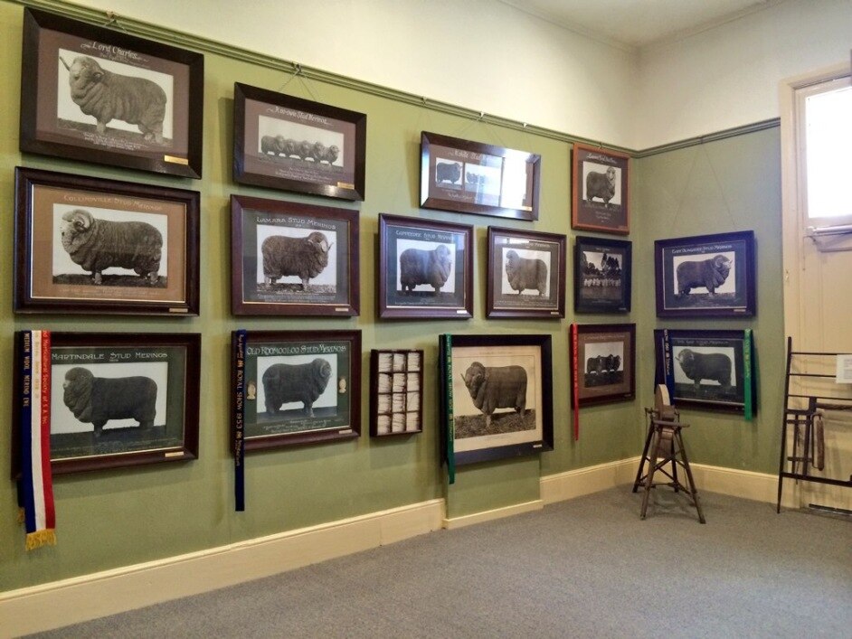 Merino photo collection displaying 100 years of history - ABC News