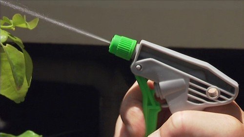 Using Pyrethrum - Gardening Australia