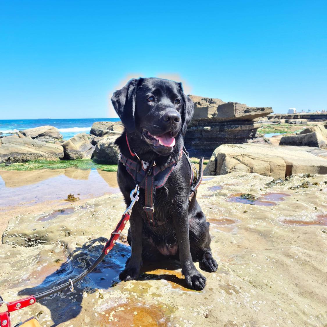 Echo the seizure alert dog makes life more liveable for her human ...