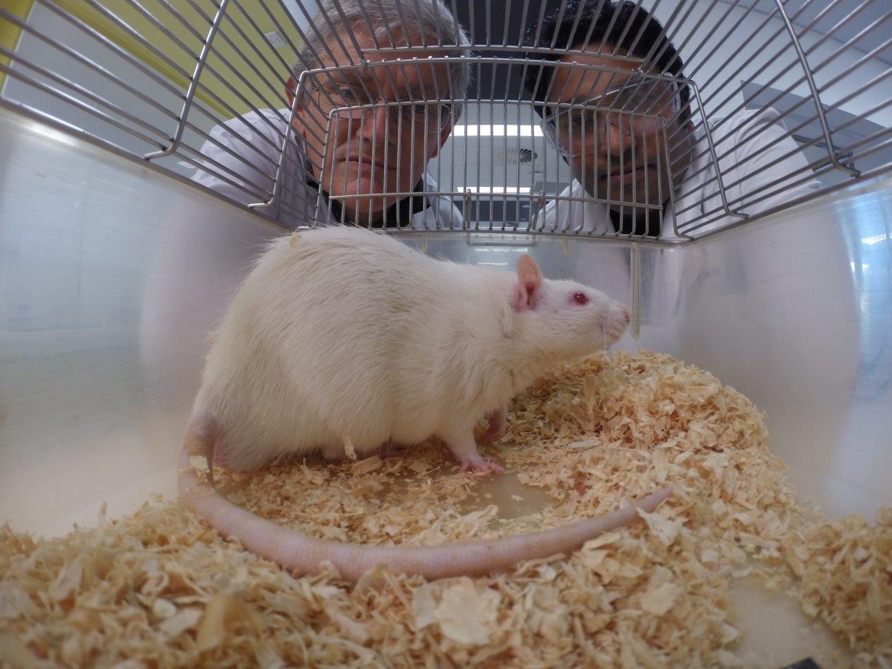 Plum hailed in fight against obesity after bringing fat rats 'back to ...