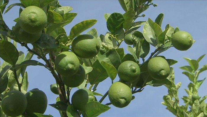 Cold Climate Citrus - Gardening Australia