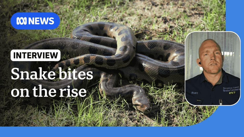 'Do not try to kill them': Public urged to be cautious after spike in ...