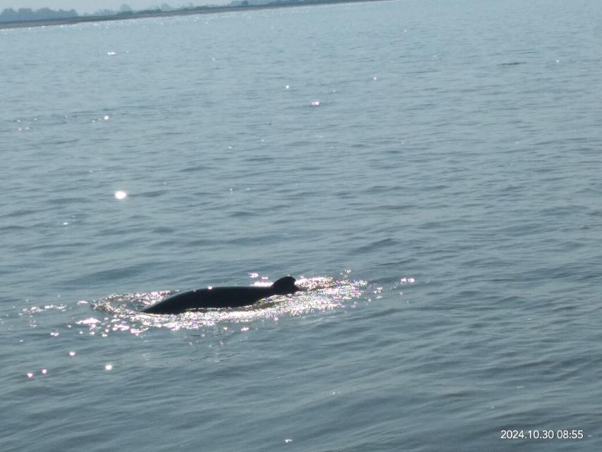Myanmar fishermen and dolphins' rare partnership faces uncertain future ...