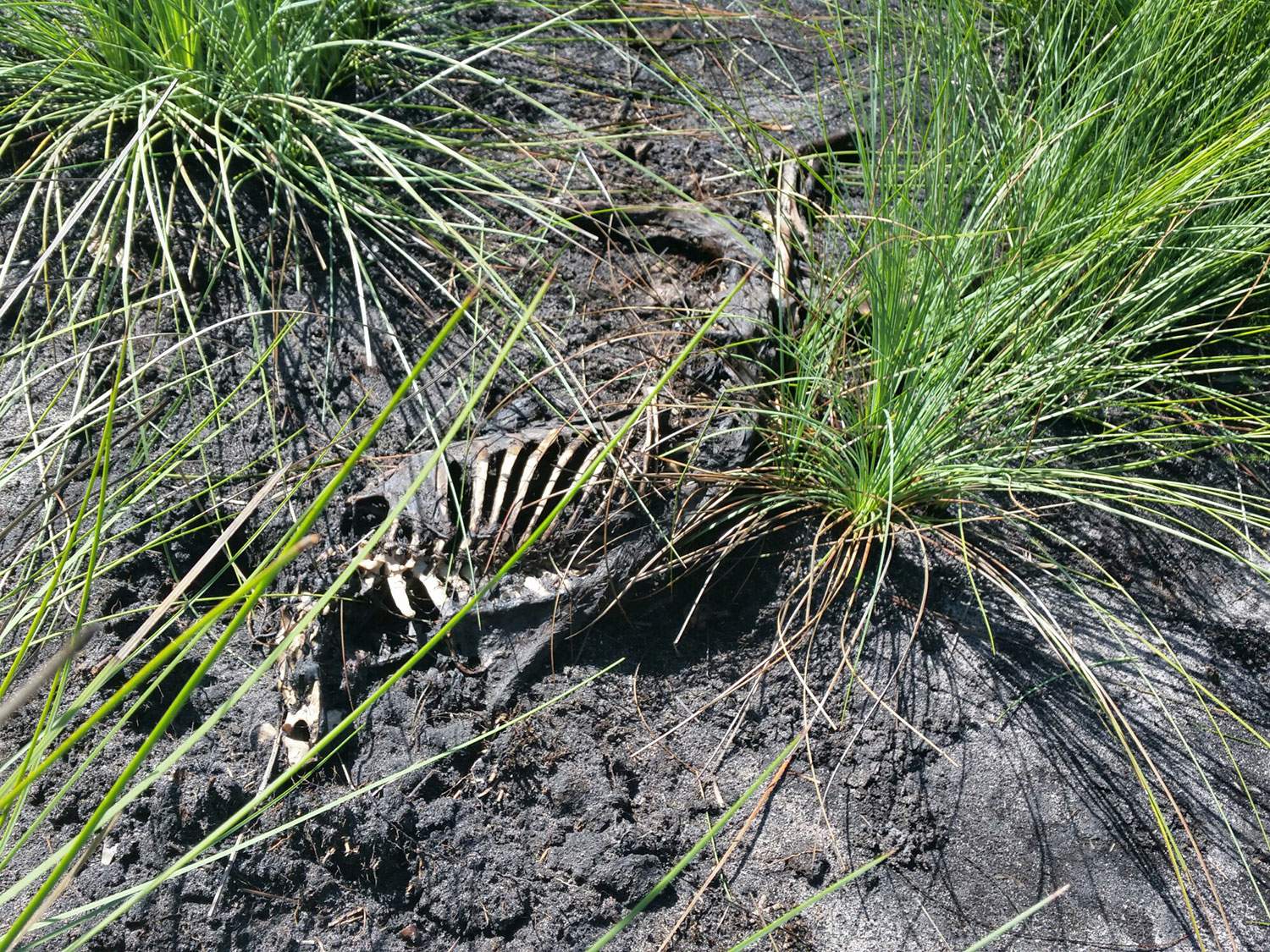 Mass grave of dead greyhounds leads to calls to shut down industry ...