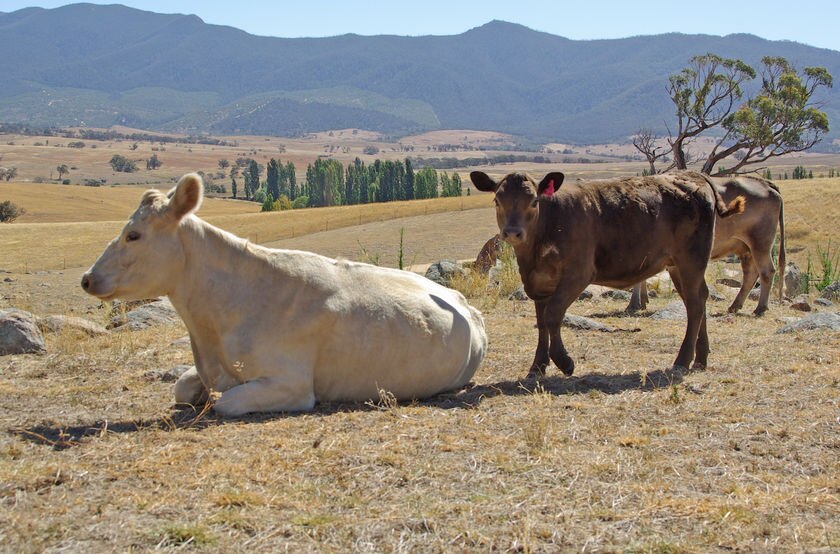 Three Day Sickness on the rise in wet south-east Queensland - ABC News