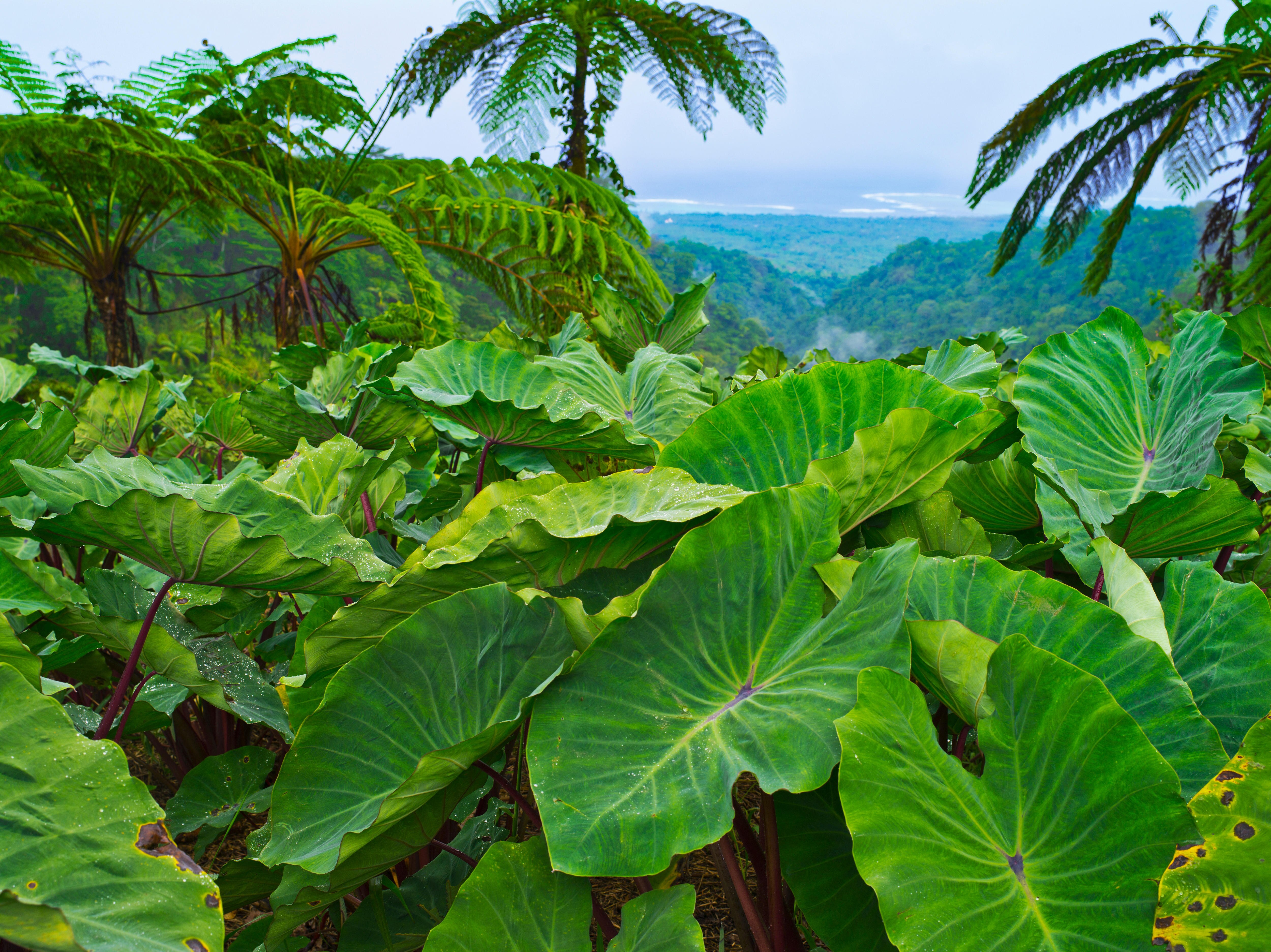 Inside the Pacific's CePaCT plant gene bank, a last line of defence for ...