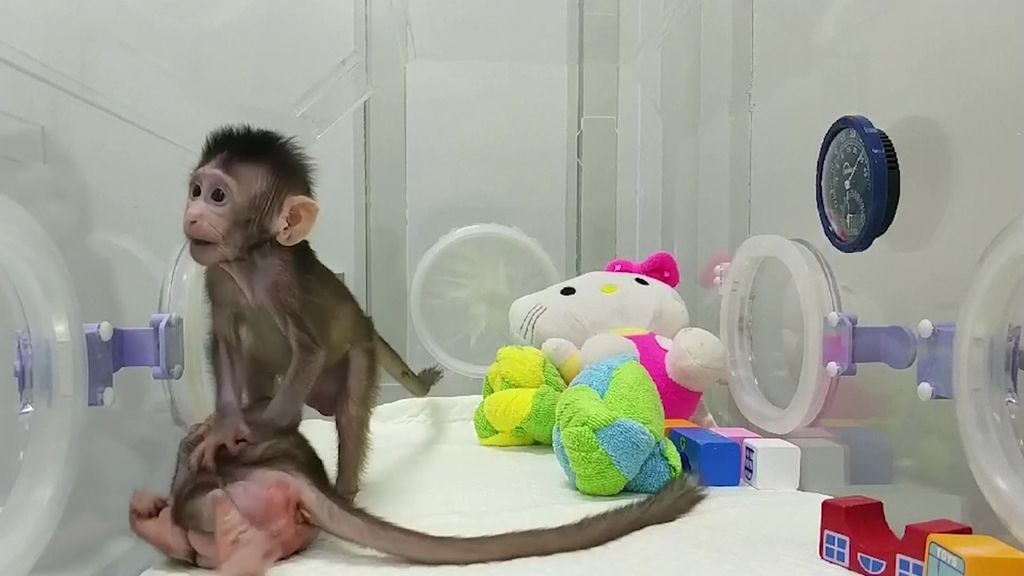 Chinese scientists clone monkeys - ABC News