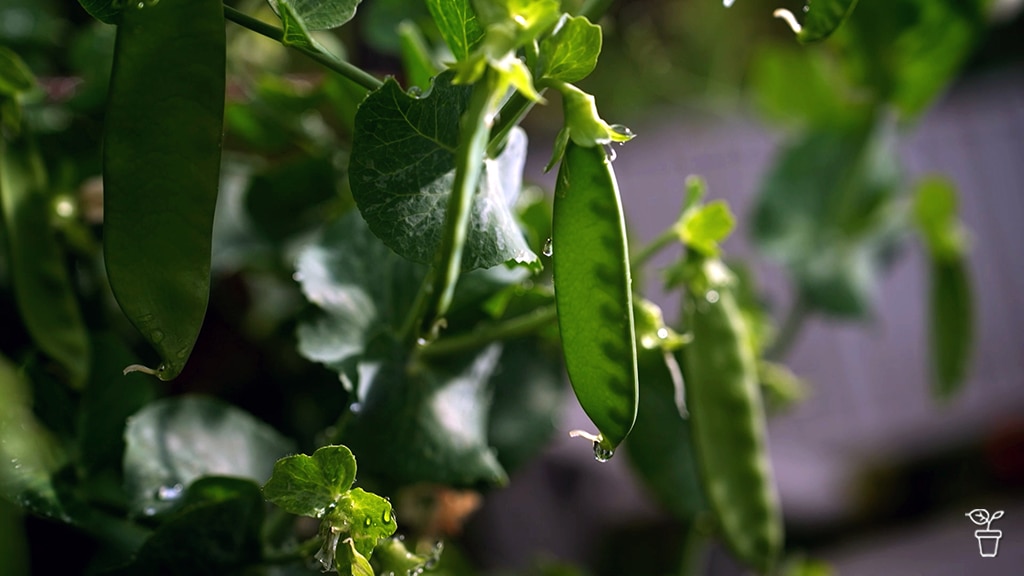 Peas and Beans - Gardening Australia