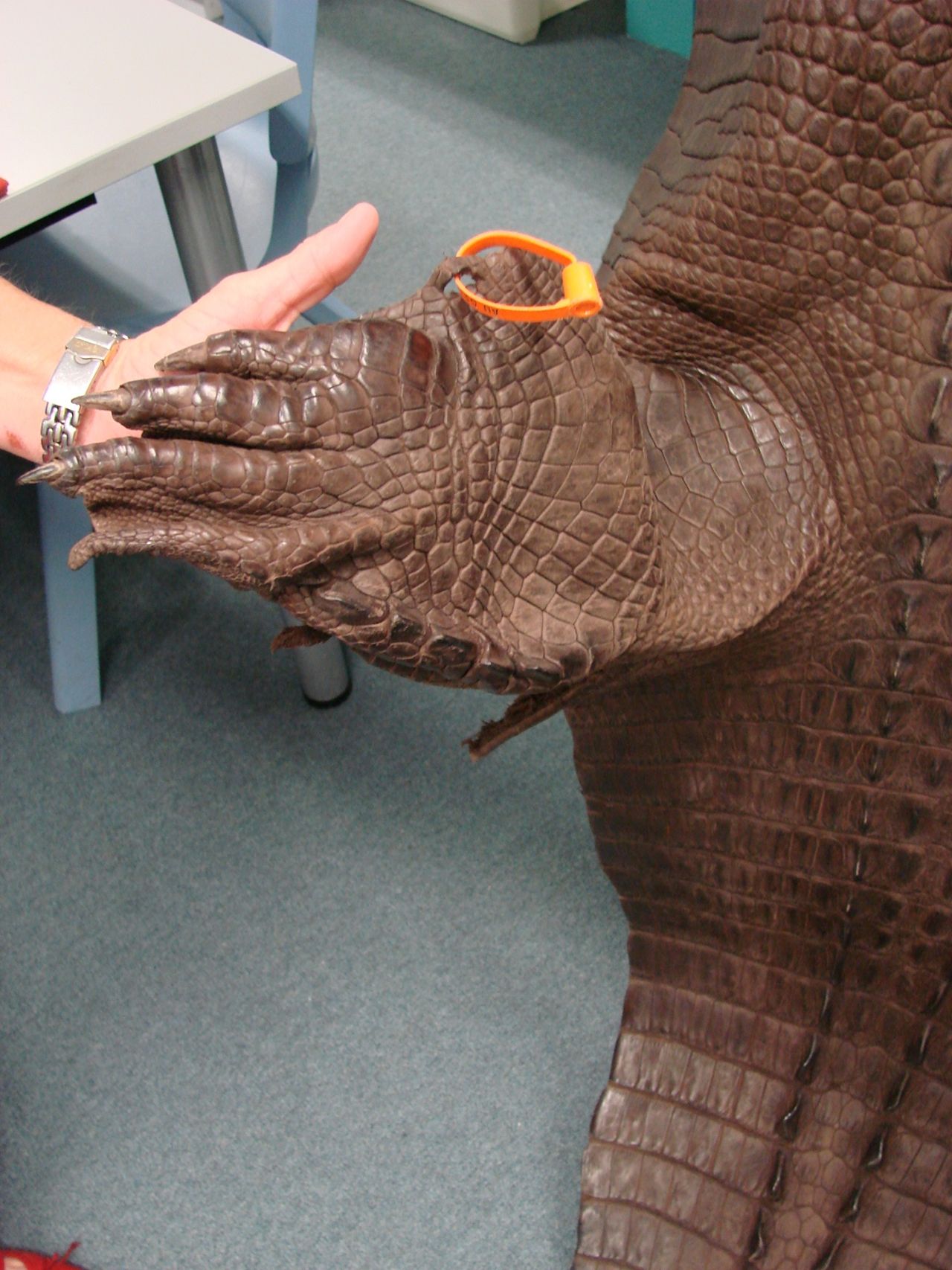 No cheap shots for crocs - ABC News