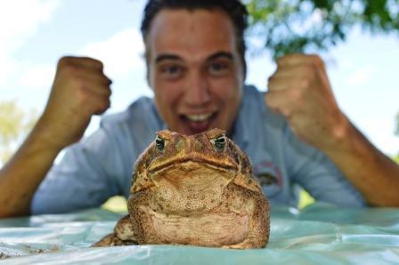 Kununurra hotel to host WA's first Australia Day cane toad races - ABC News