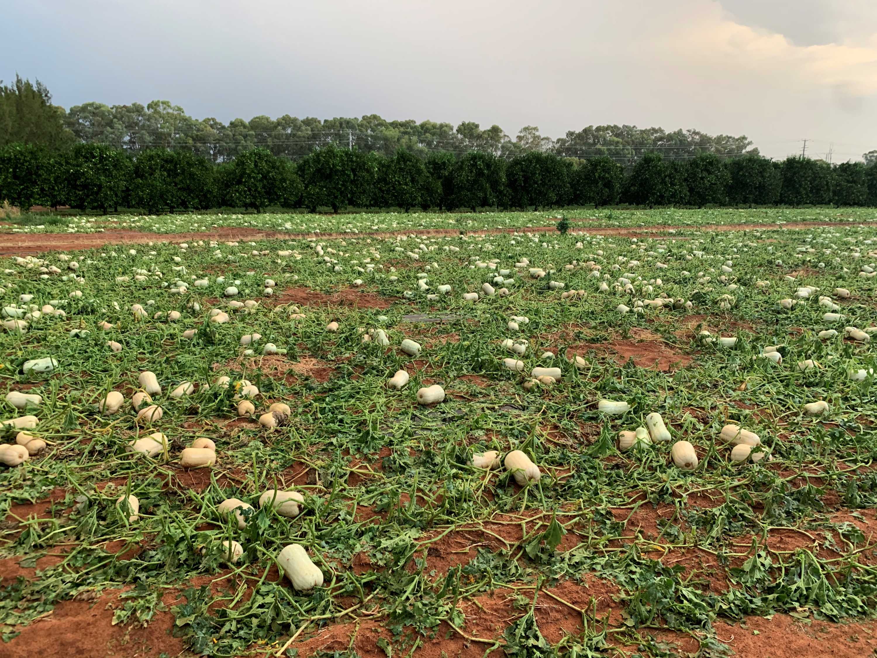 Millions of dollars worth of Victorian crops destroyed in 'absolutely ...