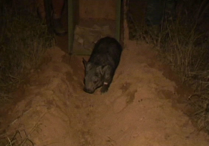 Relocated wombats survive downpour - ABC News