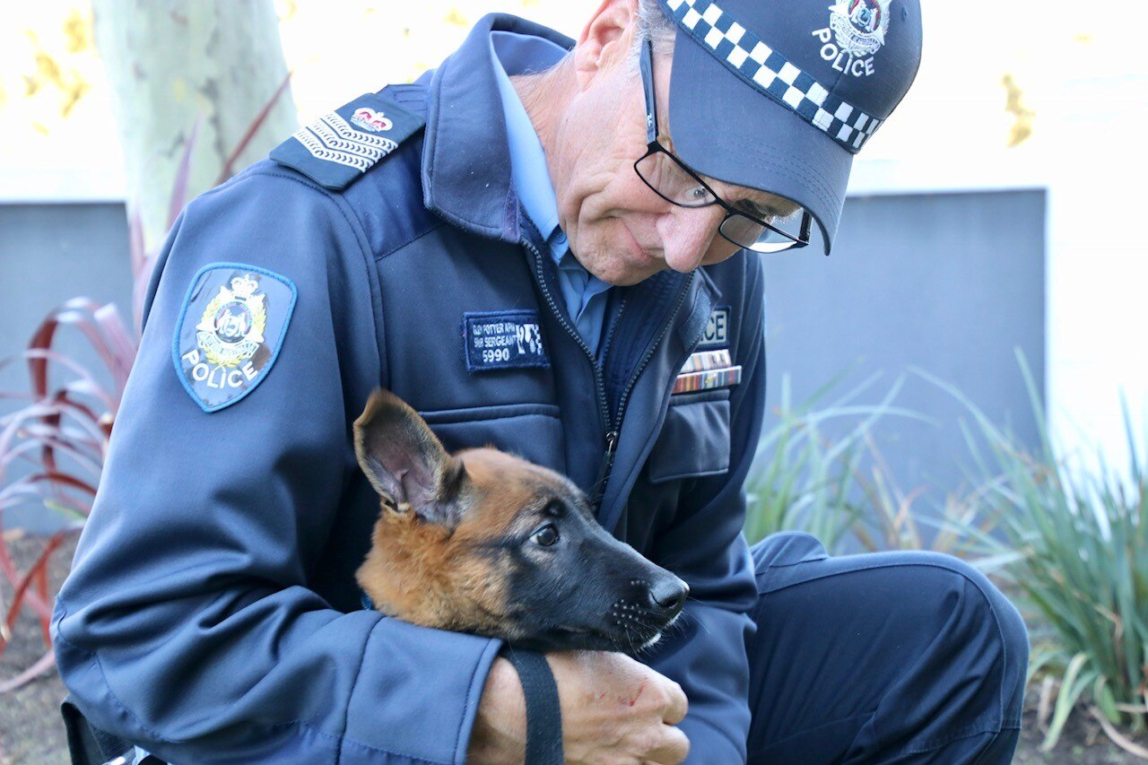 New WA Police 'Swiss Army dogs' preparing to sink teeth into drugs and ...