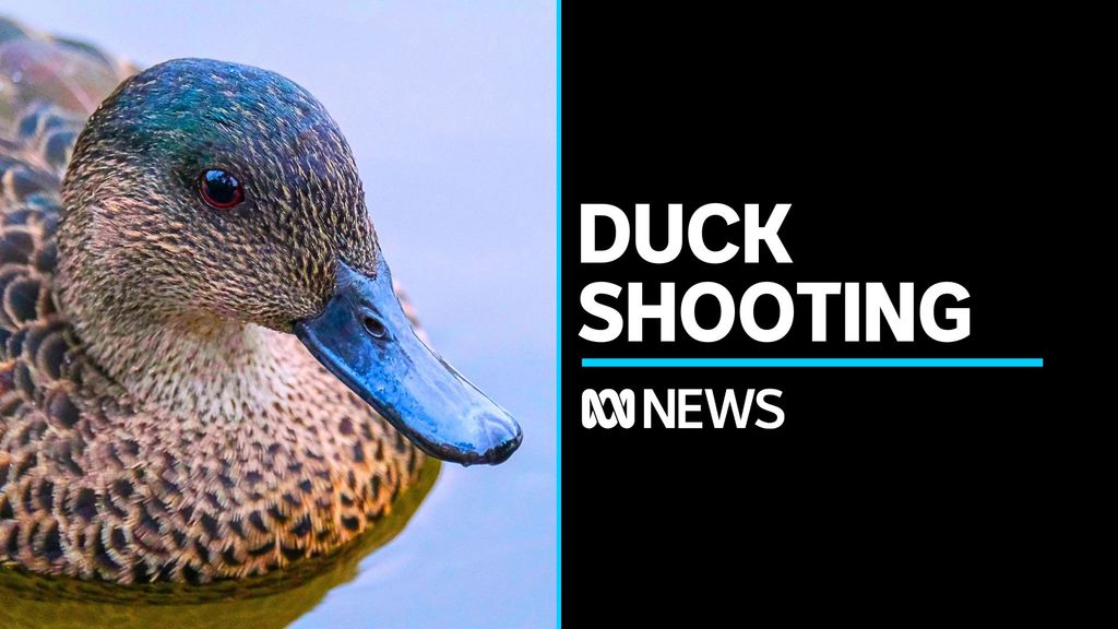 Victorian inquiry recommends state ban on duck hunting - ABC News