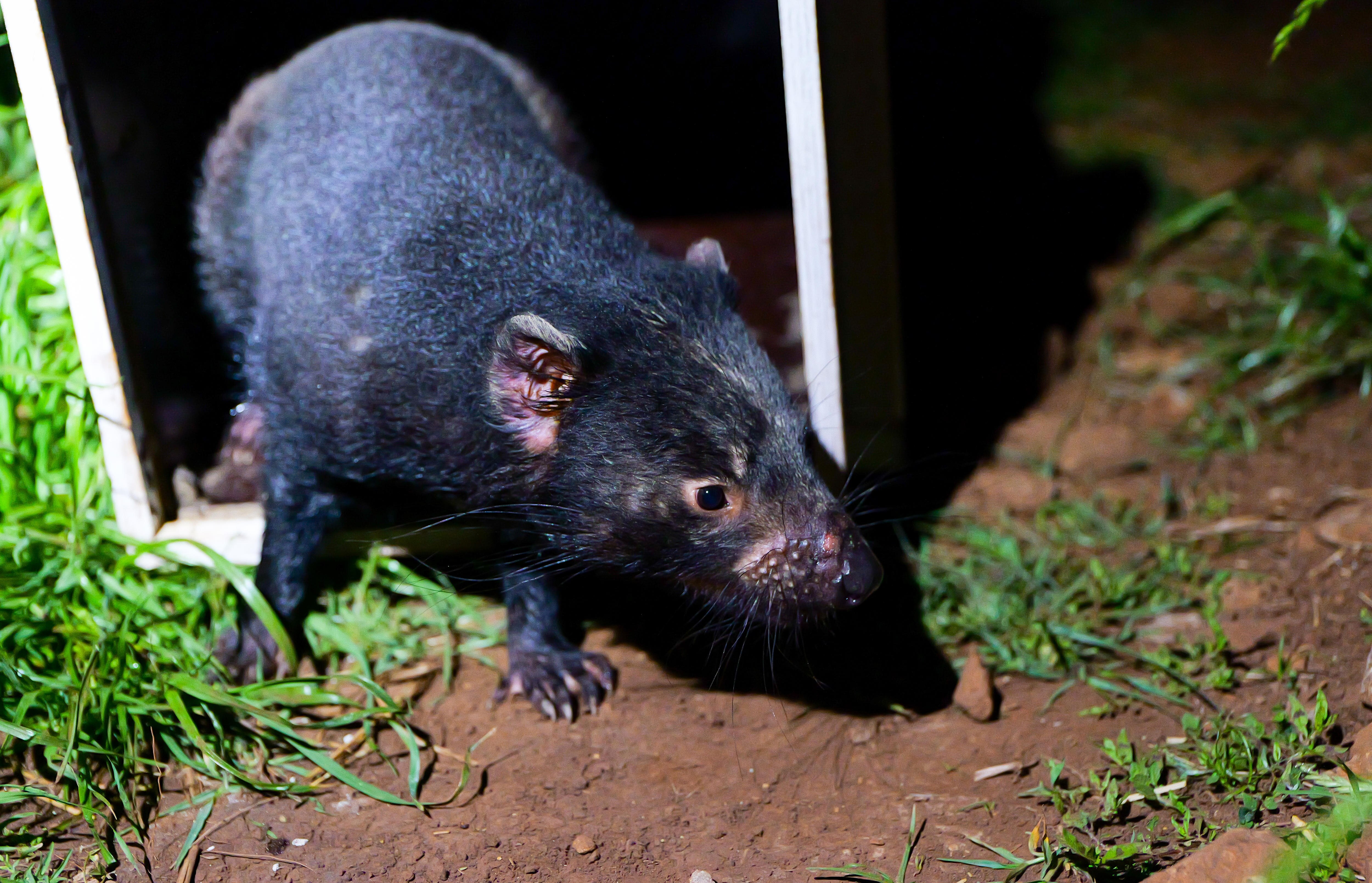 Tasmanian devils flown to new homes as part of Aussie Ark conservation ...