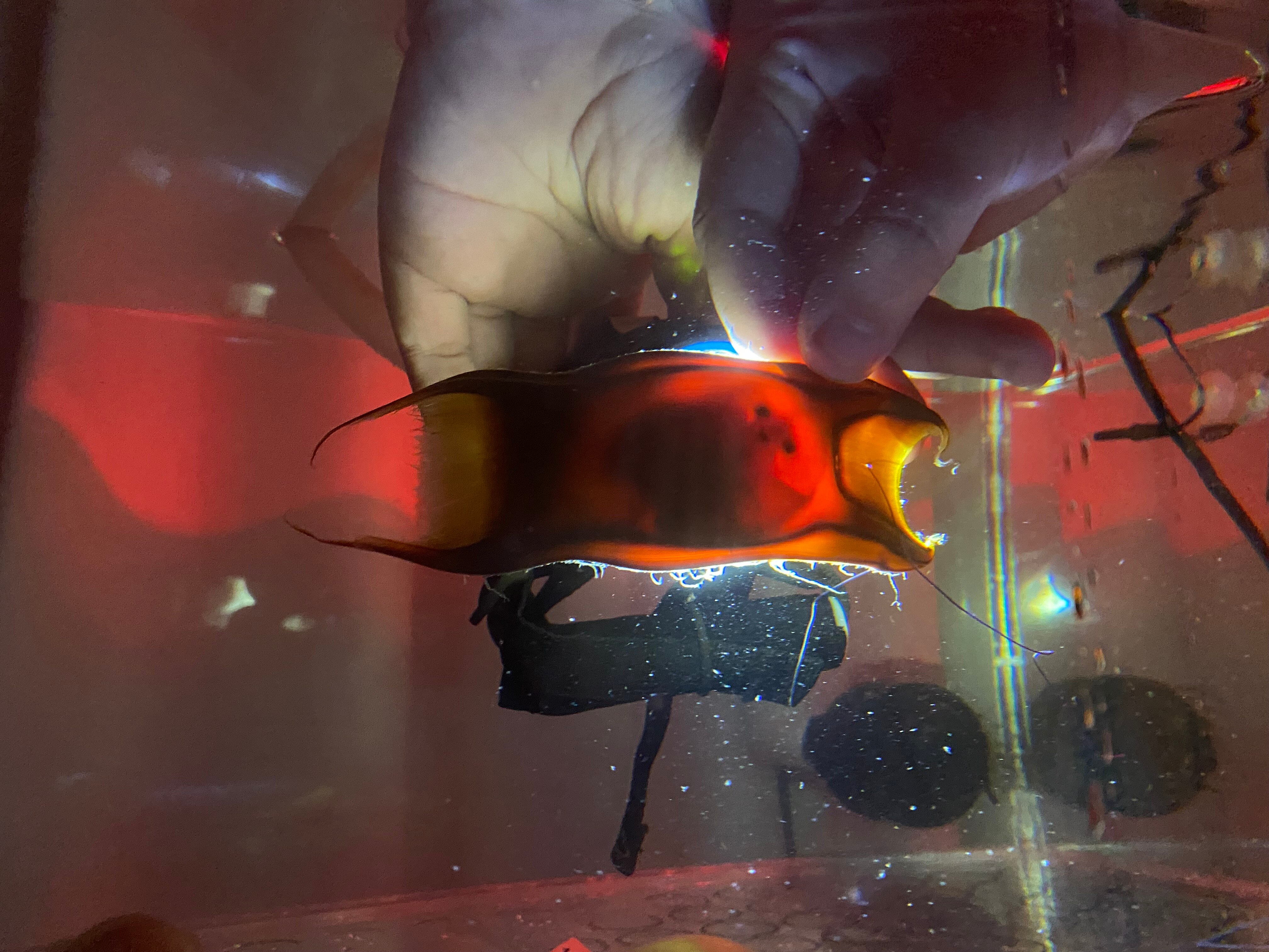 Federal government invests $28 million in fight to save Macquarie ...