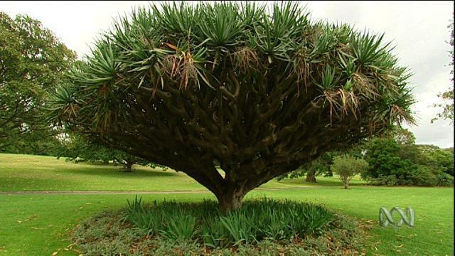 Kids in the Garden, Ep 12: Trees: a vital part of our lives - ABC Education