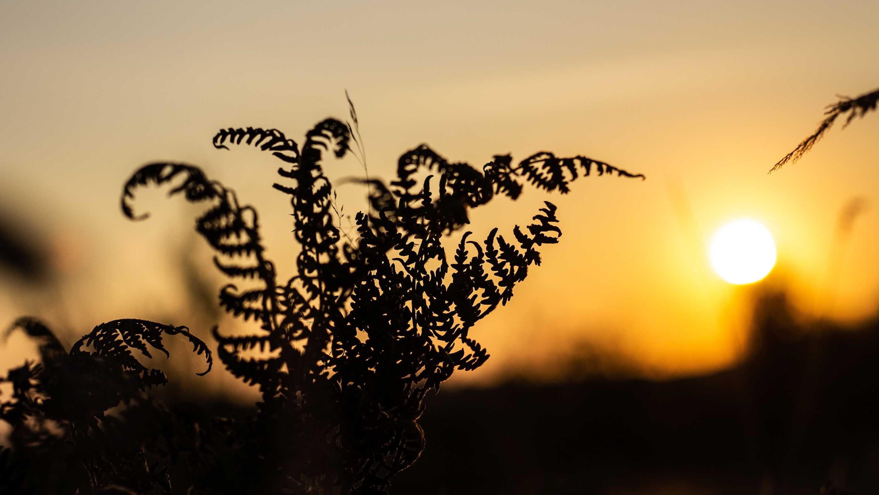 A Weekend in Nature with ABC Classic - ABC listen